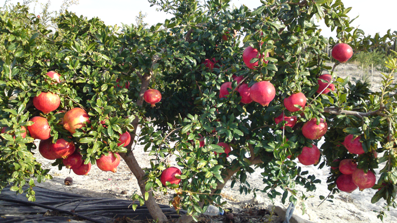 Le Grenadier de Provence - Jardinerie Riera