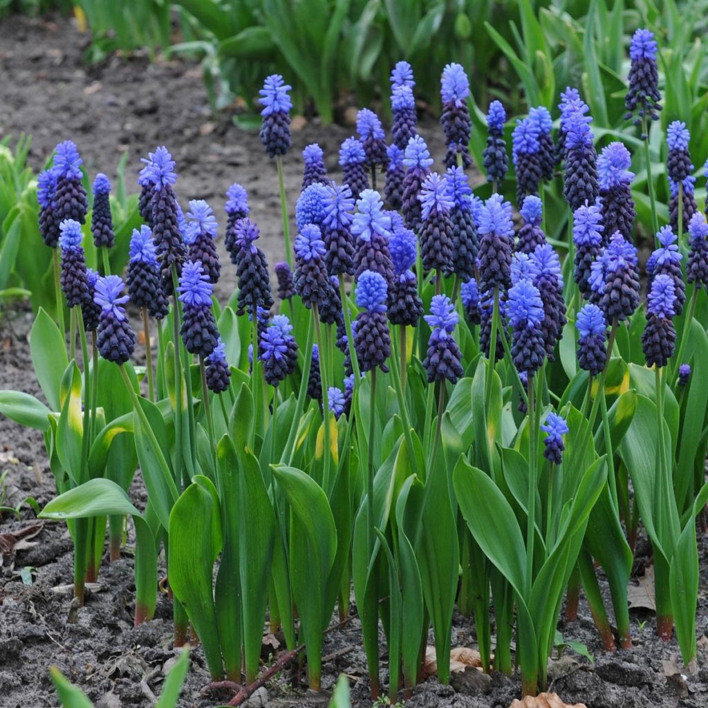 Planter et entretenir le muscari - Jardinerie Riera
