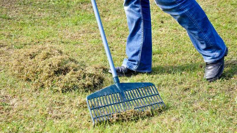 La mousse sur sa pelouse - Jardinerie Riera