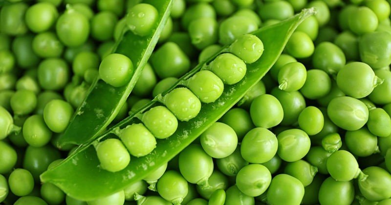 Quand semer les petits pois avec la Lune - Jardinerie Riera